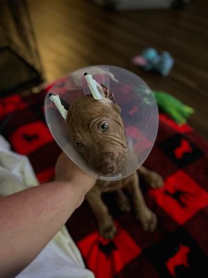 ANCHOR ANIMAL HOSPITAL - Updated December 2025 - 154 Photos & 327 ...