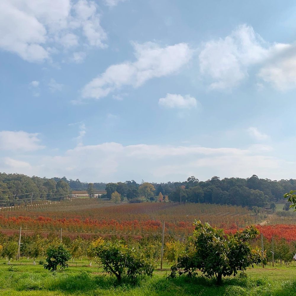 RAEBURN ORCHARDS - Updated January 2025 - 17 Photos - 4 Raeburn Rd ...