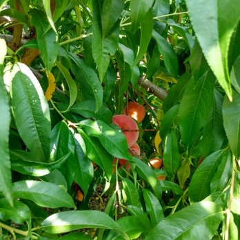 GOGLE FARMS - Updated October 2025 - 34 Photos - 5017 Mulberry St ...