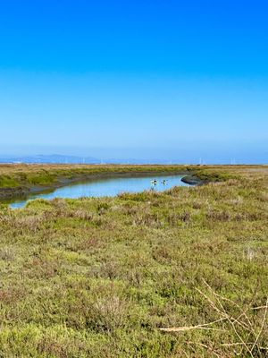 ALVISO MARINA COUNTY PARK - 1330 Photos & 187 Reviews - 1195 Hope St ...