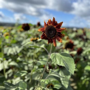 STOCKER FARMS - Updated October 2025 - 198 Photos & 133 Reviews - 8705 ...