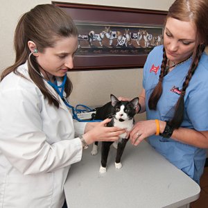HURST ANIMAL CLINIC - Updated December 2025 - 26 Photos & 77 Reviews ...