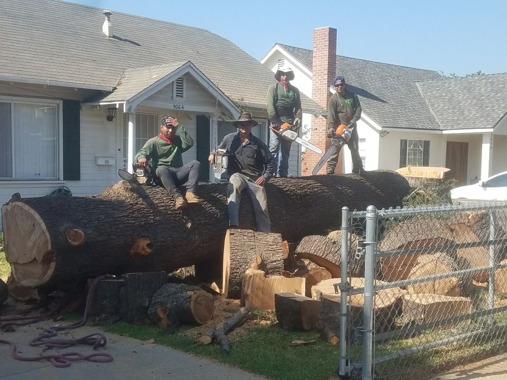 SOLANO TREE SERVICE - 163 Photos & 202 Reviews - Monrovia, California ...