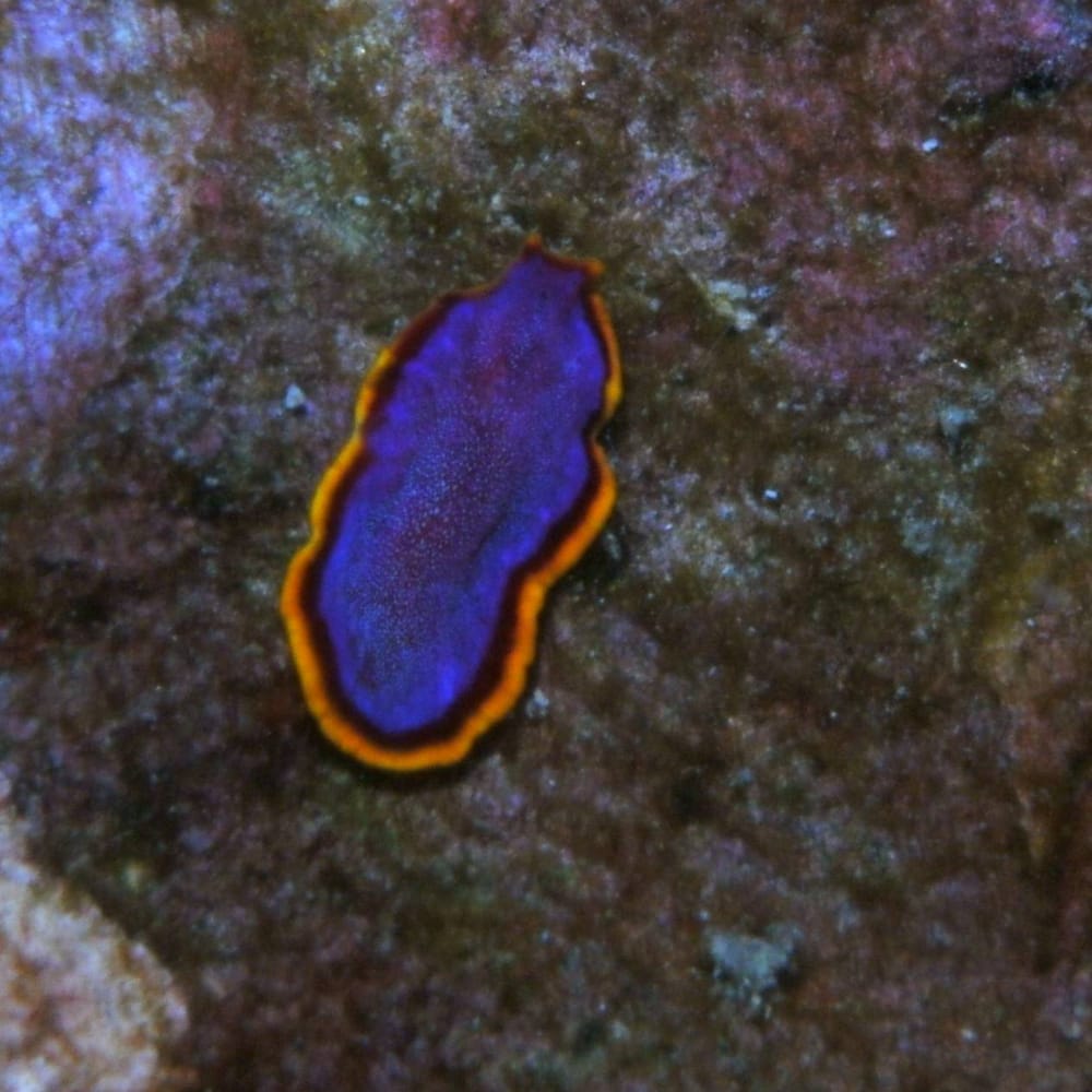 PUAKO DIVE COMPANY - Updated July 2025 - 11 Photos - Kamuela, Hawaii ...