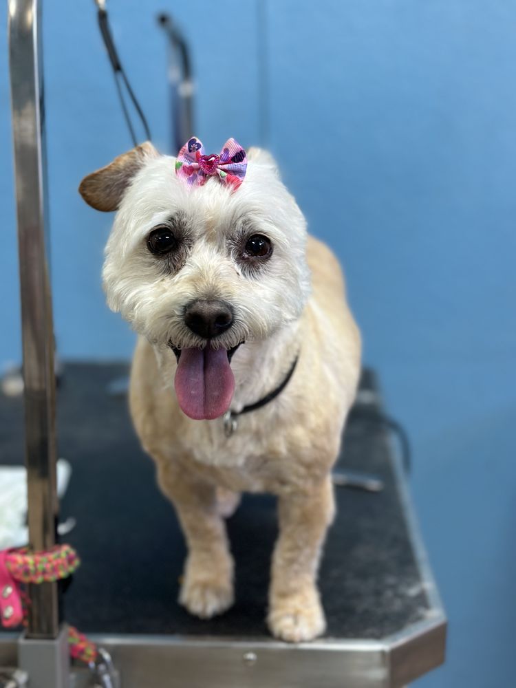 PETS IN STYLE GROOMING - Updated December 2025 - 232 Photos & 131 ...