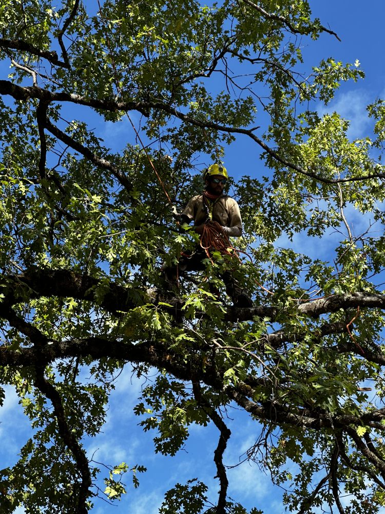 ARBOR KING - Updated December 2025 - 24 Photos - 6101 Merganser Ct ...