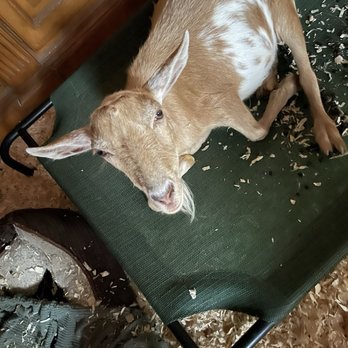 ROSE BRIDGE FARM & SANCTUARY - Updated September 2025 - 240 Photos & 86 ...