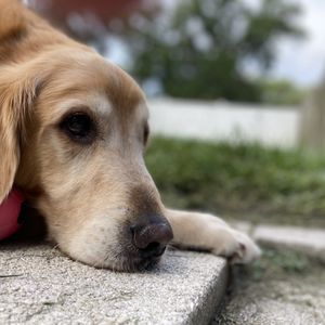 ALL AMERICAN DOG TRAINING ACADEMY - Updated July 2024 - 44 Photos ...