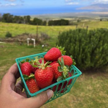KULA COUNTRY FARMS - Updated April 2025 - 995 Photos & 129 Reviews ...