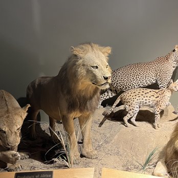 OAKES MUSEUM OF NATURAL HISTORY - Updated December 2025 - 50 Photos - 1 ...