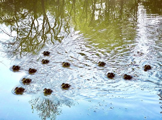 EDGAR M. QUEENY COUNTY PARK - Updated April 2025 - 198 Photos & 29 ...