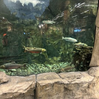 BASS PRO SHOP - Updated January 2026 - 62 Photos & 46 Reviews - 3046 ...