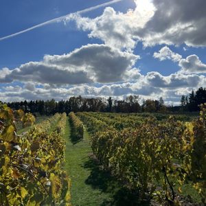 RUSTIC ROOTS WINERY - Updated June 2025 - 125 Photos & 36 Reviews ...