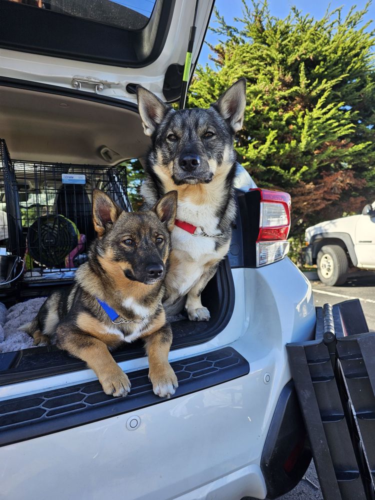 SHERYL CARVER, DOG TRAINER / BEHAVIORIST - Updated October 2024 - Half ...