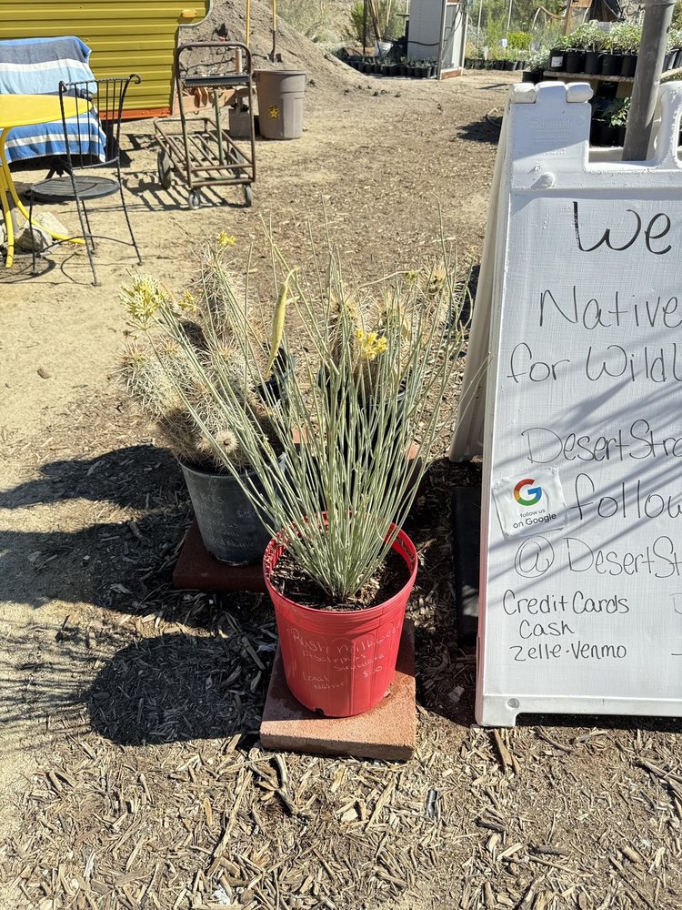 DESERT STRAW HOUSE NATIVE PLANT NURSERY - Updated March 2025 - 43 ...
