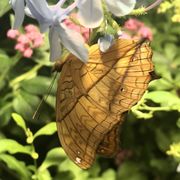 THE SMITHSONIAN BUTTERFLY HABITAT GARDEN - 53 Photos & 13 Reviews ...