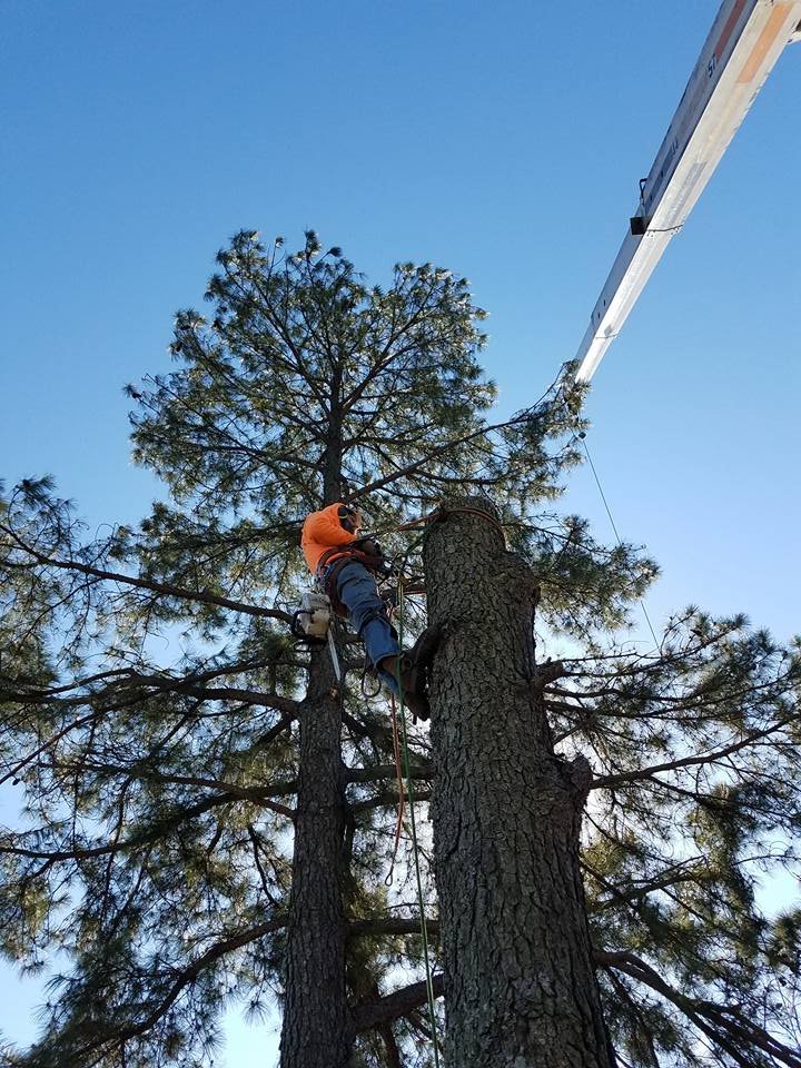 RELIABLE TREE SERVICE - Updated October 2025 - 27 Photos & 10 Reviews ...