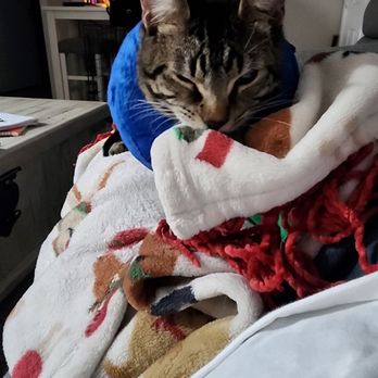 ALTERED TAILS - Updated July 2025 - 38 Photos & 77 Reviews - 950 W ...