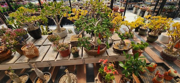 SHUNA’S SUCCULENT HOUSE - Updated September 2024 - 97 Photos & 24 ...