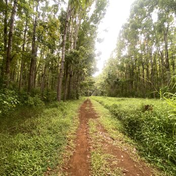 WAI KOA LOOP TRAIL - Updated May 2024 - 154 Photos & 39 Reviews - 5 ...