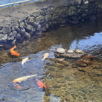 PONDS HILO - Updated April 2025 - 598 Photos & 572 Reviews - 135 ...