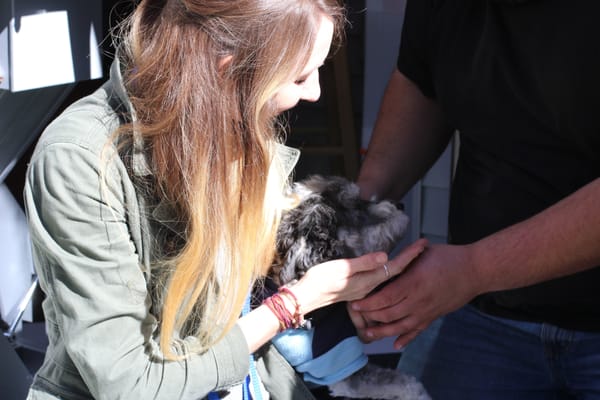 THE GRATEFUL DOG GROOMING - Updated December 2025 - 26 Photos & 28 ...