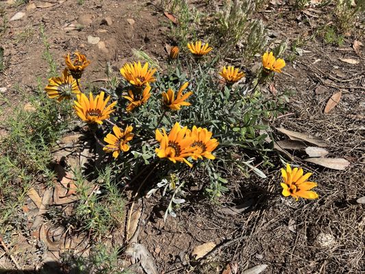 SCRIPPS MIRAMAR RANCH LIBRARY - Updated December 2025 - 105 Photos & 57 ...