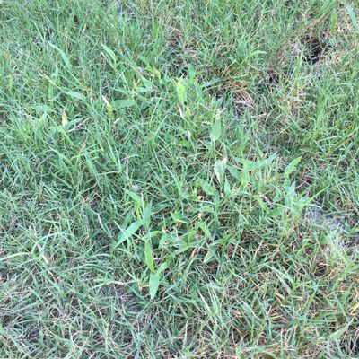 KING RANCH TURFGRASS - Updated January 2026 - 26 Photos & 66 Reviews ...