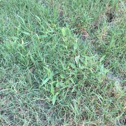 KING RANCH TURFGRASS - 26 Photos & 57 Reviews - Austin, Texas ...