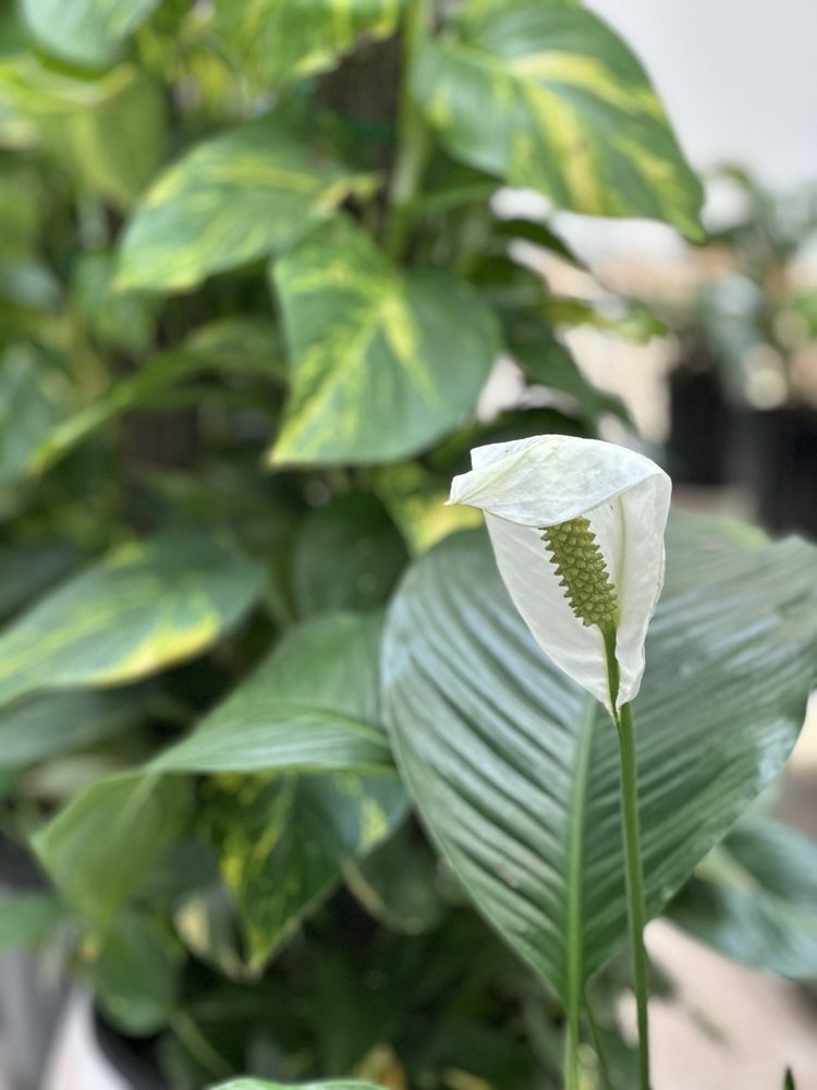 SPRINGVALE CENTRAL - Updated September 2025 - 79 Photos - 260 ...