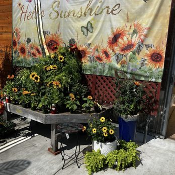 GREEN THUMB NURSERY - Updated December 2025 - 748 Photos & 202 Reviews ...