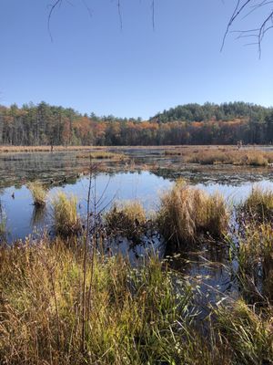 QUINCY BOG NATURAL AREA - Updated January 2025 - 29 Photos - 131 Quincy ...