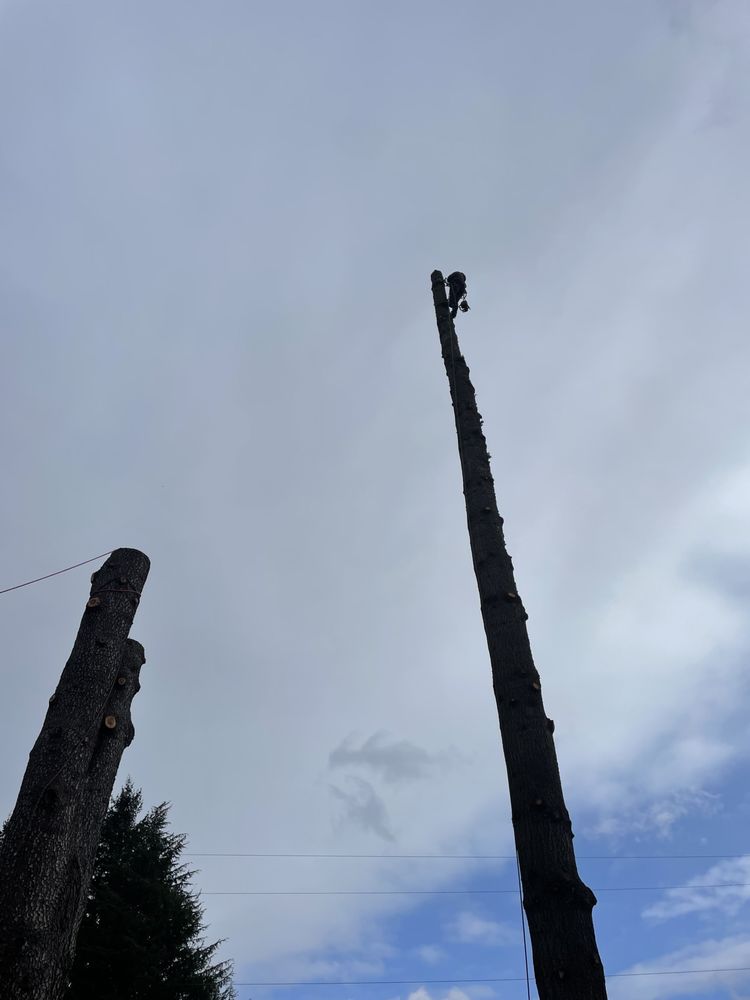 BALTAZAR TREE SERVICE - Updated September 2025 - Beaverton, Oregon ...