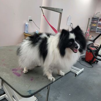 POMCHI PAWS GROOMING & RESORT - Updated April 2026 - 1448 Photos & 27 ...