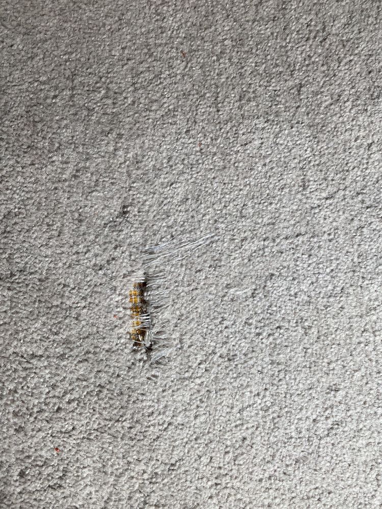 SHAW INDUSTRIES - Updated April 2025 - 12 Photos & 17 Reviews - 616 E ...