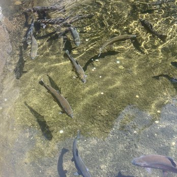 BONNEVILLE DAM FISH HATCHERY - Updated September 2025 - 532 Photos ...