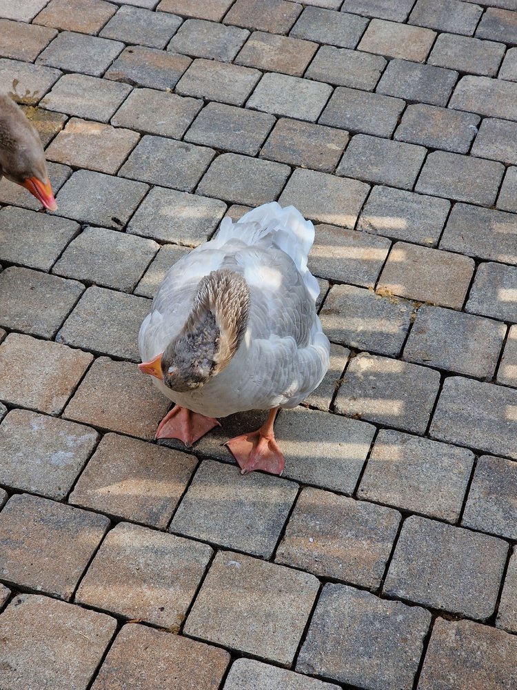 WILDPARK AN DEN EICHEN - Updated January 2025 - 103 Photos & 25 Reviews ...