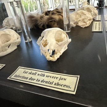 SKELETONS MUSEUM OF OSTEOLOGY - Updated March 2025 - 543 Photos & 157 ...