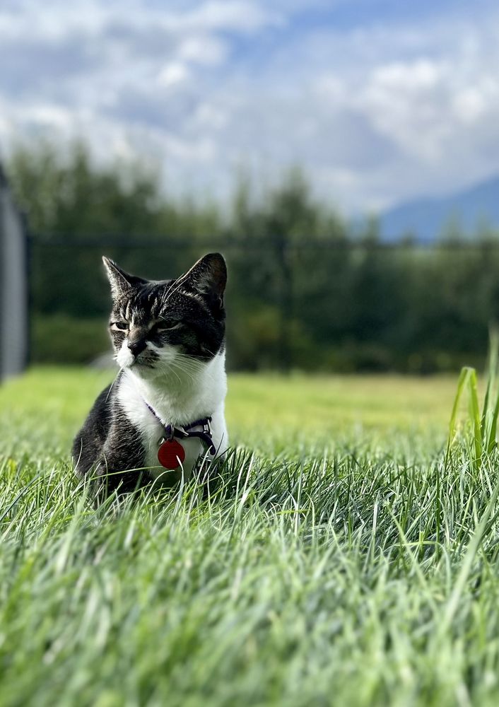 CHEAM VIEW VETERINARY HOSPITAL - Updated January 2026 - 18 Reviews ...