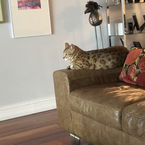 CHENEY ANIMAL CLINIC - Updated April 2025 - 26 Reviews - 455 Cheney Hwy ...