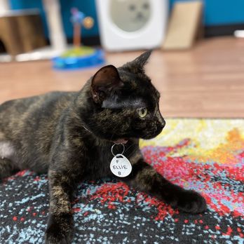CATNIP CAT CAFE - Updated October 2025 - 196 Photos & 50 Reviews - 1611 ...