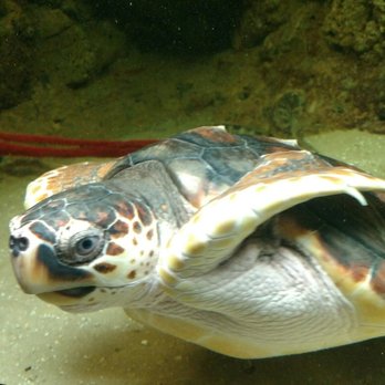 UGA MARINE EDUCATION CENTER & AQUARIUM - Updated July 2024 - 33 Photos ...