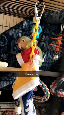 ARIZONA BIRD STORE - Updated March 2025 - 47 Photos & 63 Reviews - 565 ...