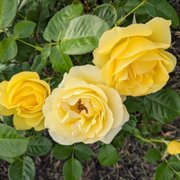 MAPLEWOOD ROSE GARDEN - 88 Photos - 1 Maplewood Ave, Rochester, NY - Yelp