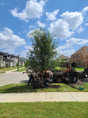 TREELAND NURSERY - Updated September 2025 - 54 Photos & 74 Reviews ...