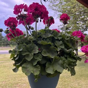 INDIANA BERRY & PLANT COMPANY - Updated January 2026 - 2811 Michigan Rd ...