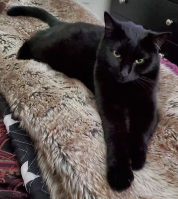 FERAL CAT COALITION OF OREGON - Updated March 2025 - 76 Photos & 23 ...