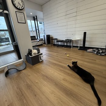 CATFFEINATED - Updated December 2025 - 22 Photos - 212 S Meridian ...