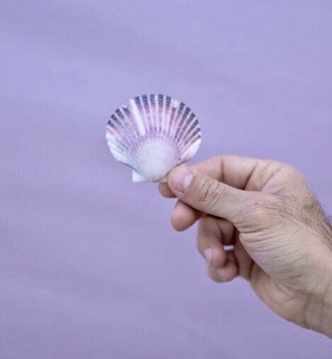 SHELL BEACH PARK - Updated January 2025 - Murray Dwyer Cct, Mayfield ...