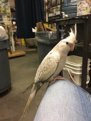 BIRDSMART - Updated August 2024 - 61 Photos & 83 Reviews - 4688 ...